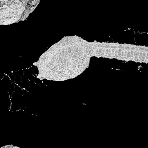 TUNICANATO tunicate anatomical and developmental ontology