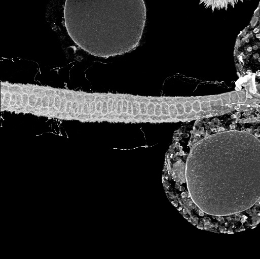 TUNICANATO tunicate anatomical and developmental ontology