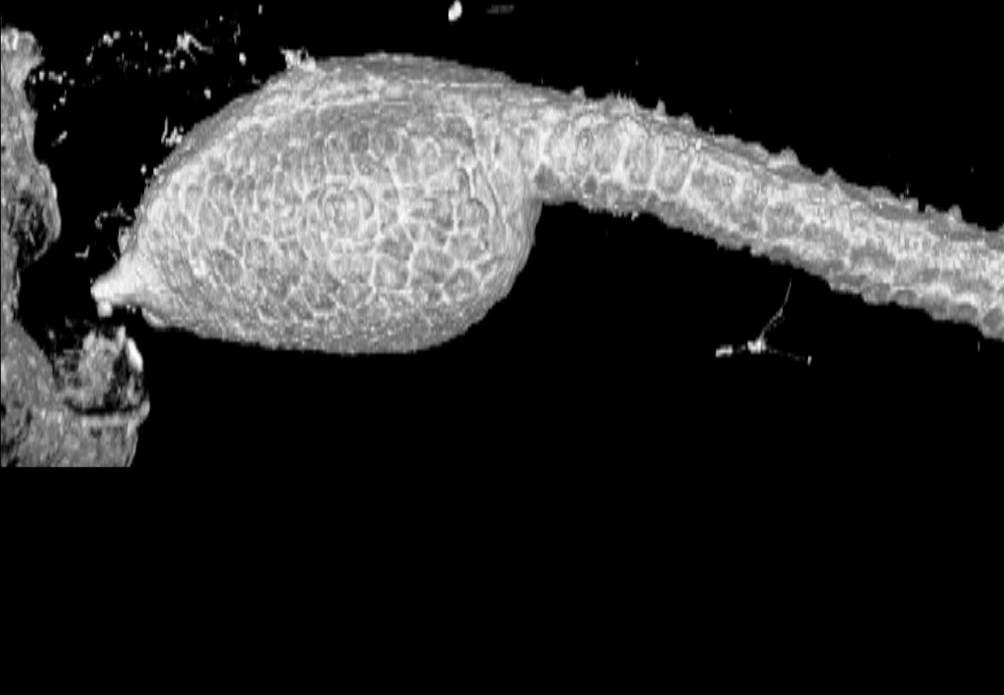 TUNICANATO tunicate anatomical and developmental ontology