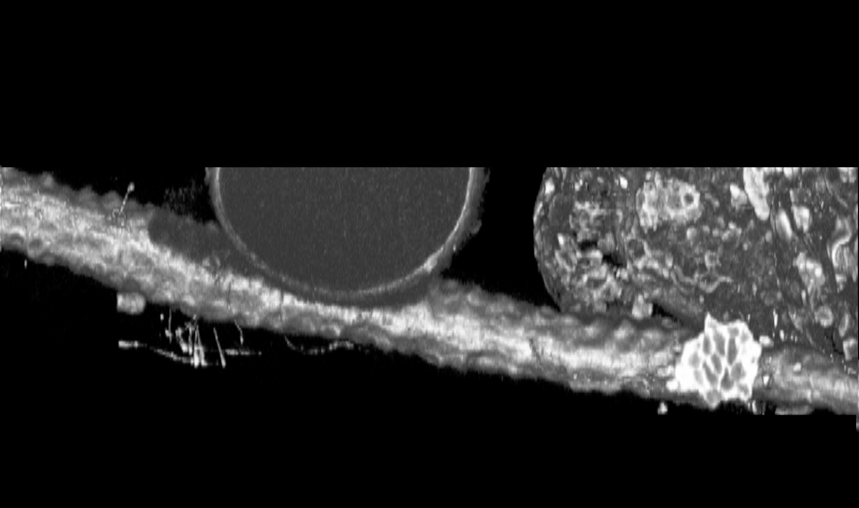 TUNICANATO tunicate anatomical and developmental ontology